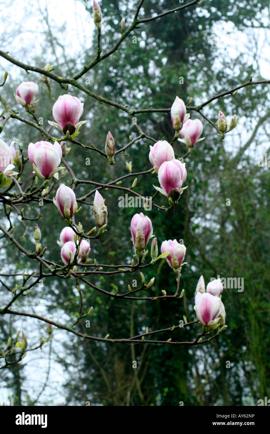 Magnolia soulangeana rustica rubra tree immagini e fotografie stock ad ...