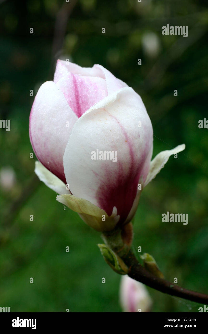 Magnolia soulangeana rustica rubra tree immagini e fotografie stock ad ...
