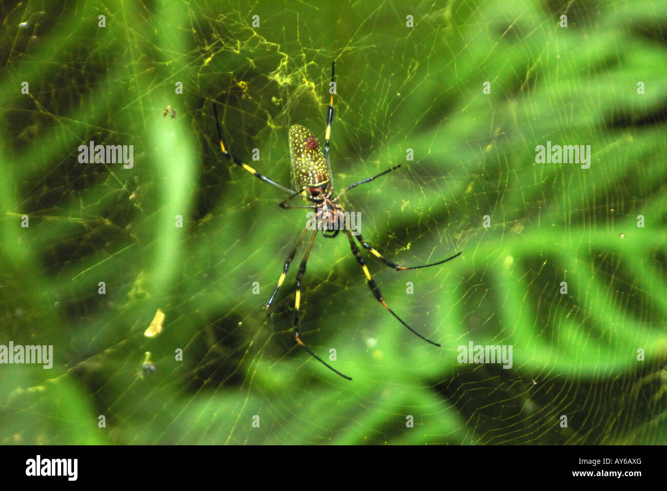 Nephila sp immagini e fotografie stock ad alta risoluzione - Alamy
