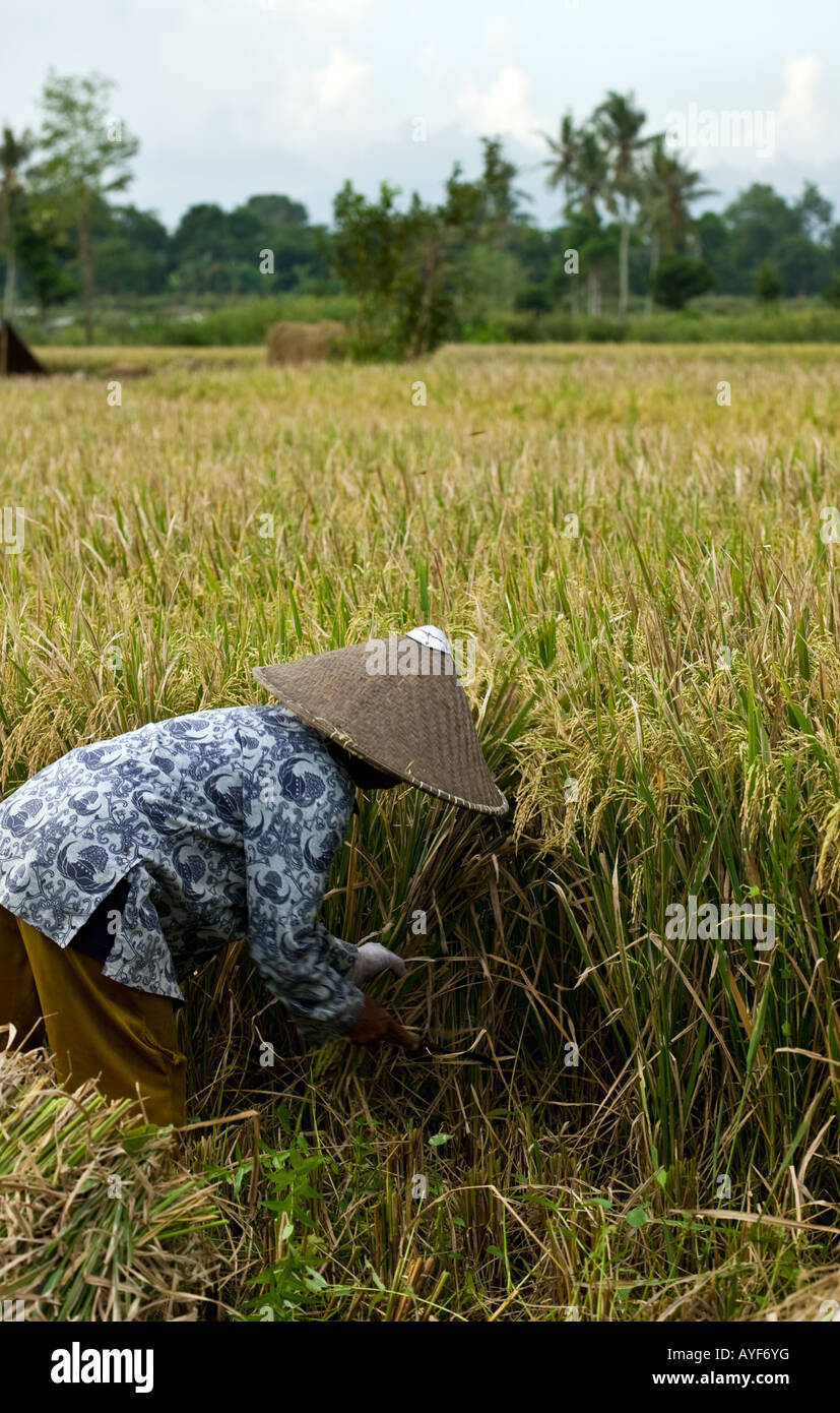 Trebbiatura a mano immagini e fotografie stock ad alta risoluzione - Alamy