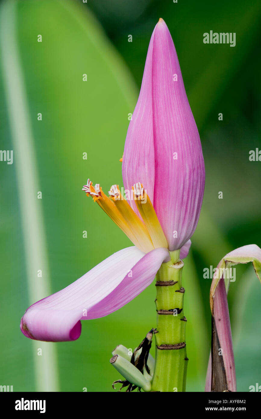 Flowering banana immagini e fotografie stock ad alta risoluzione - Alamy