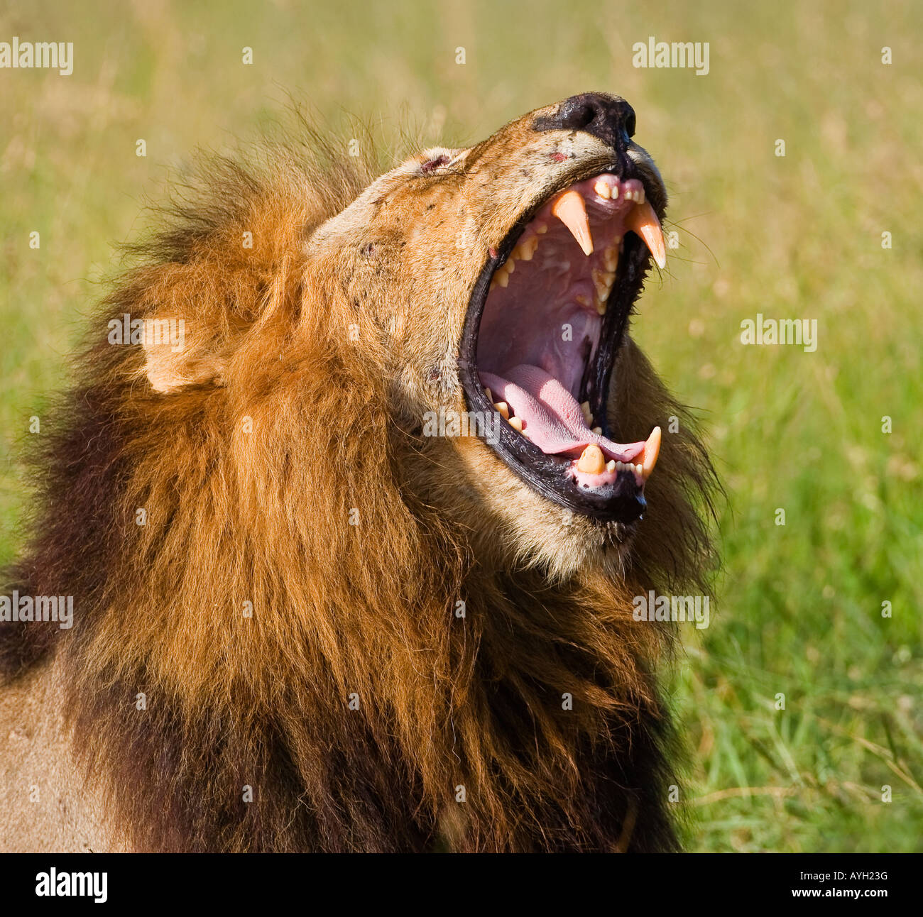 Leone che ruggisce immagini e fotografie stock ad alta risoluzione - Alamy