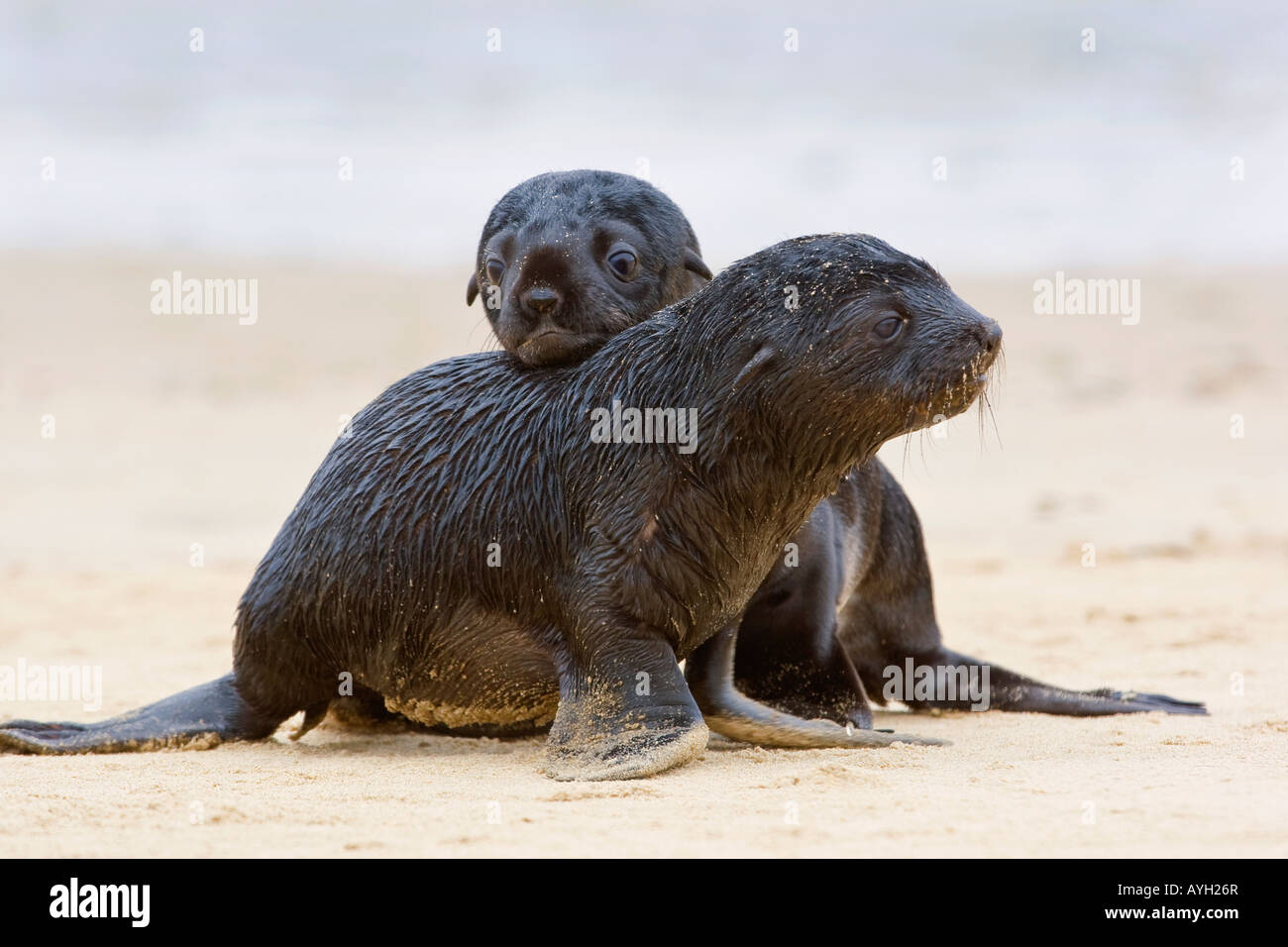 Due foche immagini e fotografie stock ad alta risoluzione - Alamy