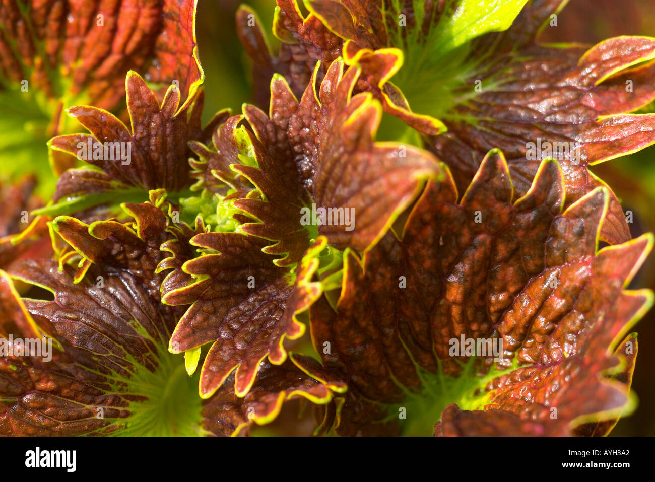 Foglie viola immagini e fotografie stock ad alta risoluzione - Alamy