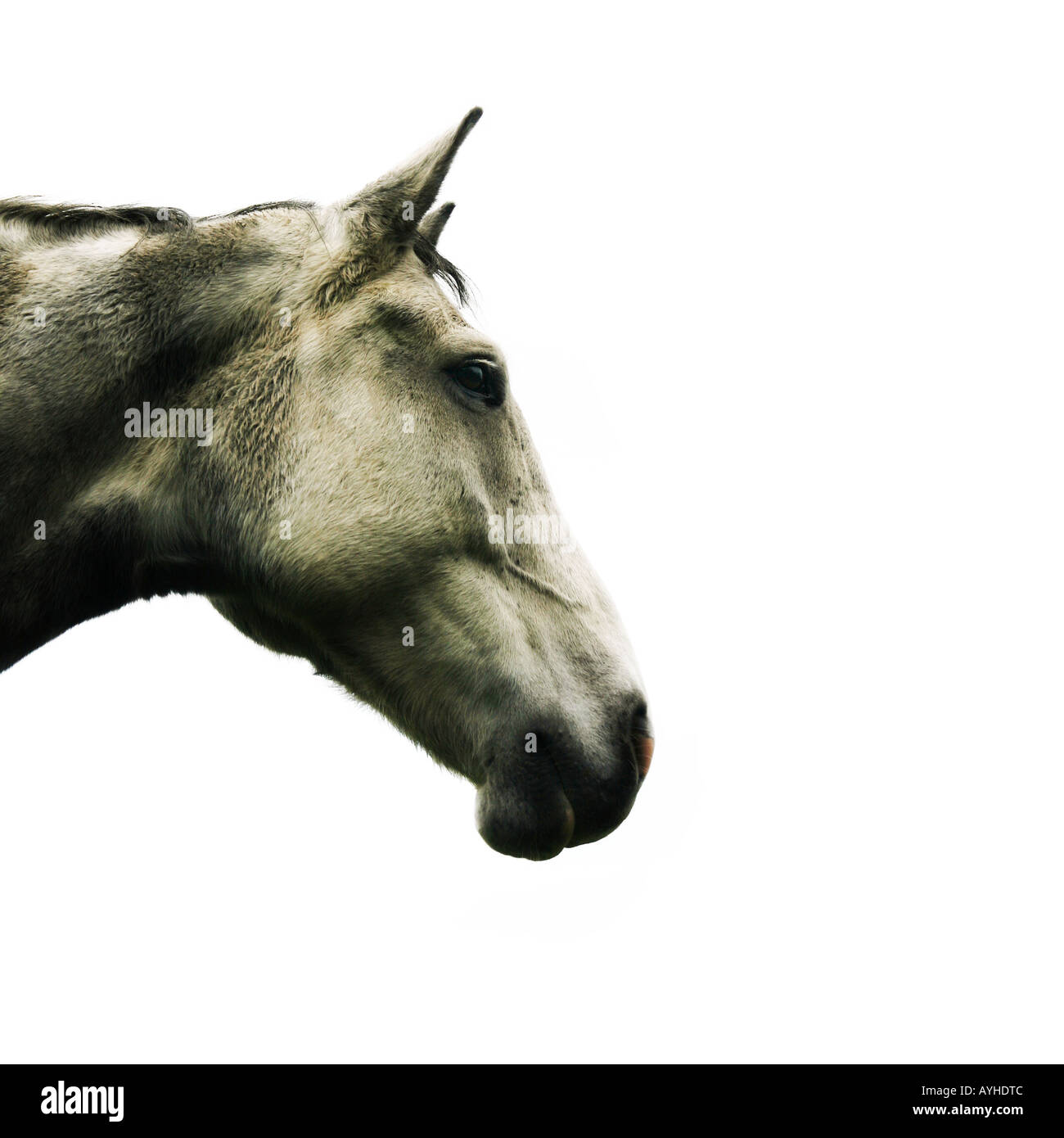 Cavallo di fondo immagini e fotografie stock ad alta risoluzione - Alamy