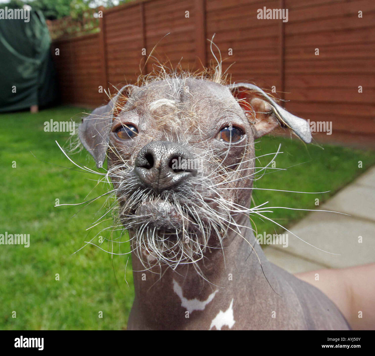 Brutto aspetto immagini e fotografie stock ad alta risoluzione - Alamy