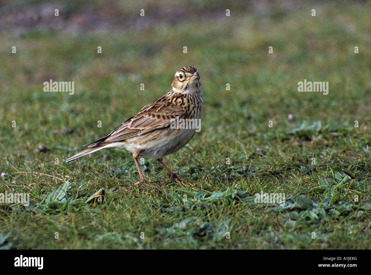 Allodola alauda arvense Cornovaglia Foto stock - Alamy