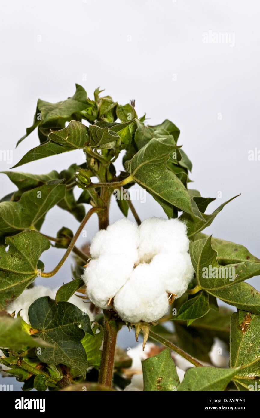 Pianta di cotone immagini e fotografie stock ad alta risoluzione - Alamy