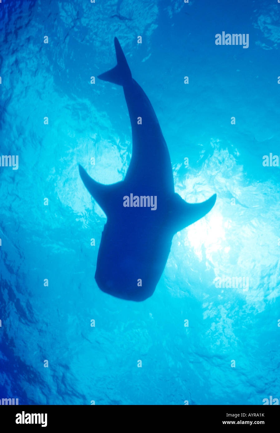Squalo balena da sotto immagini e fotografie stock ad alta risoluzione ...