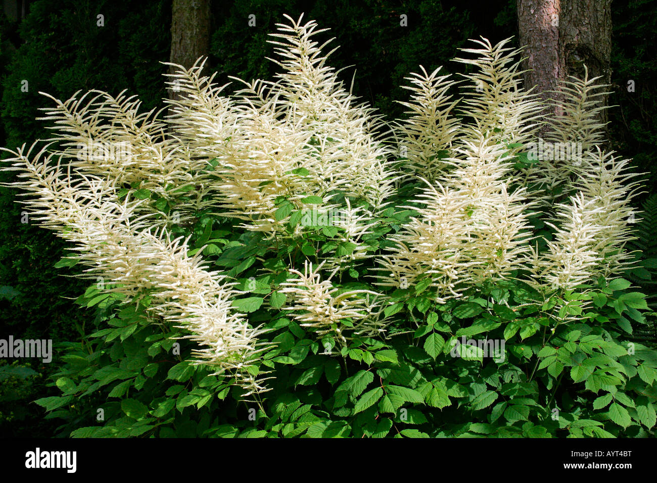 Barba di capre aruncus dioicus immagini e fotografie stock ad alta ...