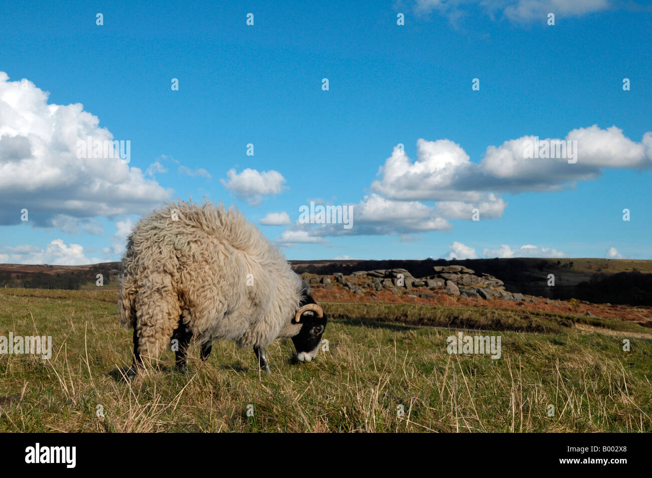 Ariete di brughiera immagini e fotografie stock ad alta risoluzione - Alamy