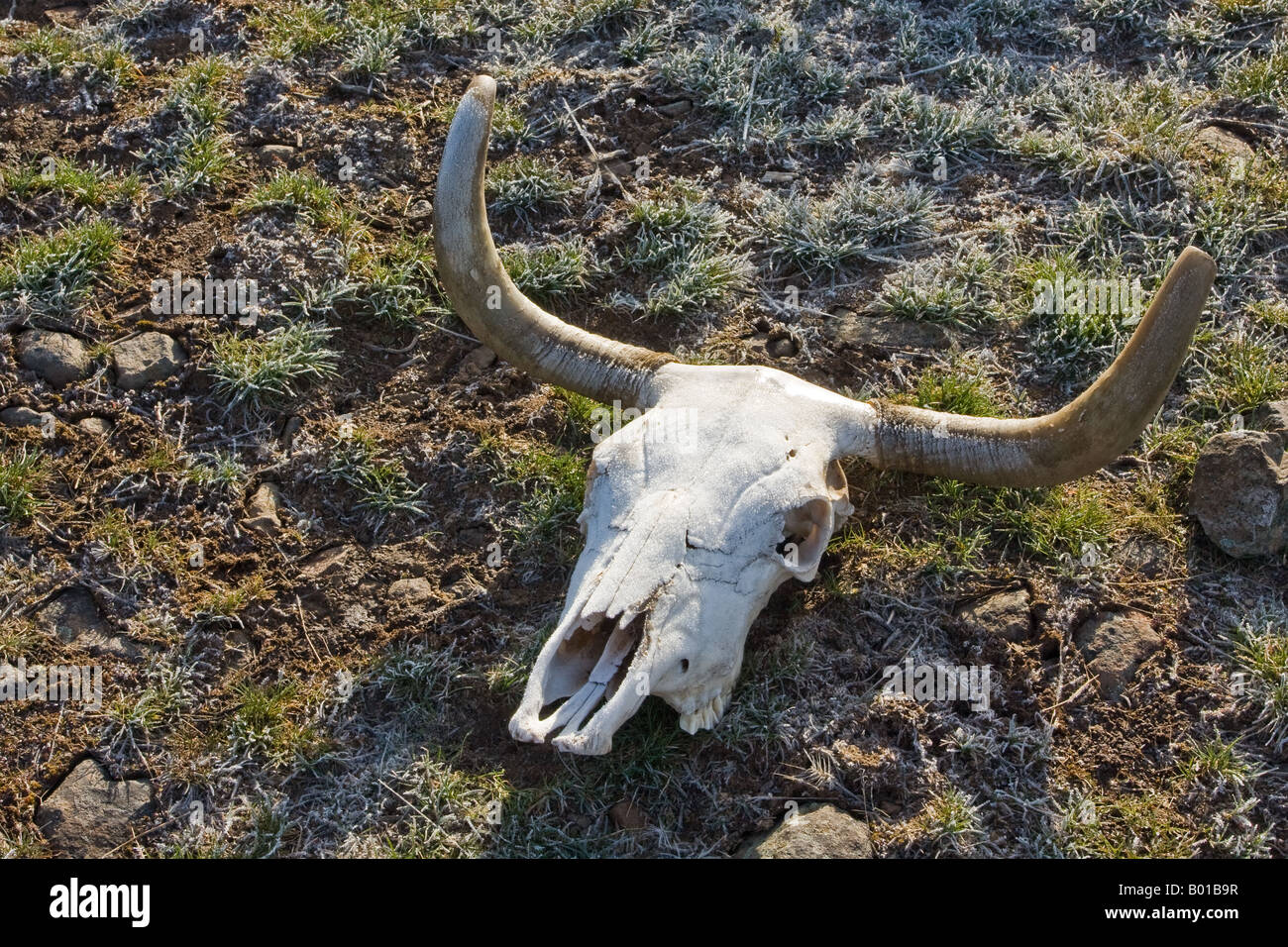 Bovini con le corna immagini e fotografie stock ad alta risoluzione - Alamy