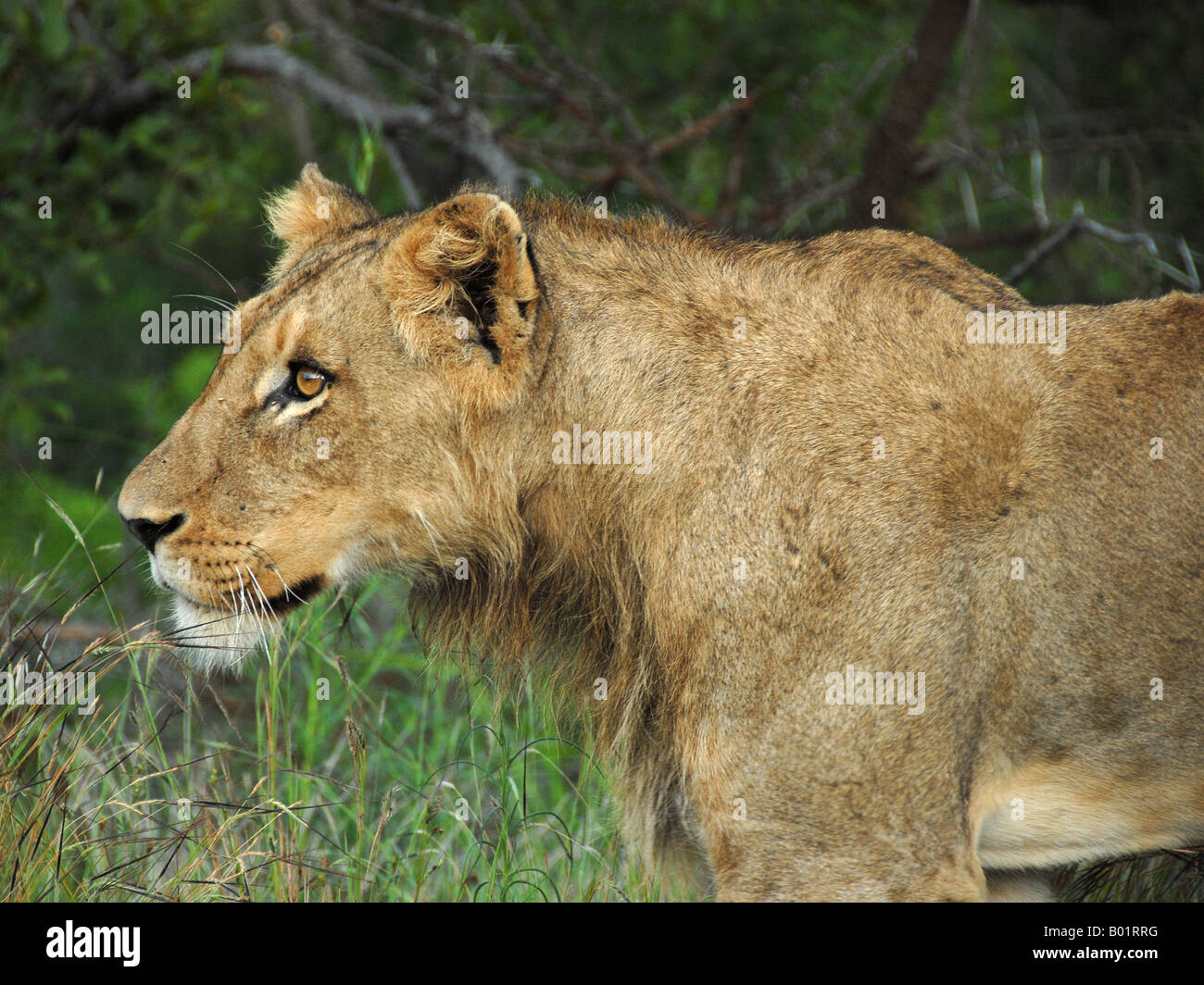 Preda leone adulto immagini e fotografie stock ad alta risoluzione - Alamy
