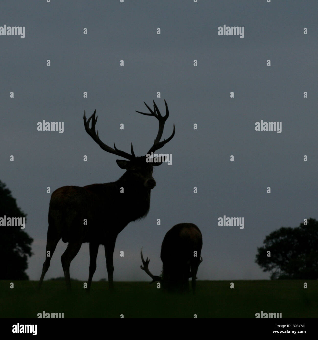 Deer silhouette immagini e fotografie stock ad alta risoluzione - Alamy