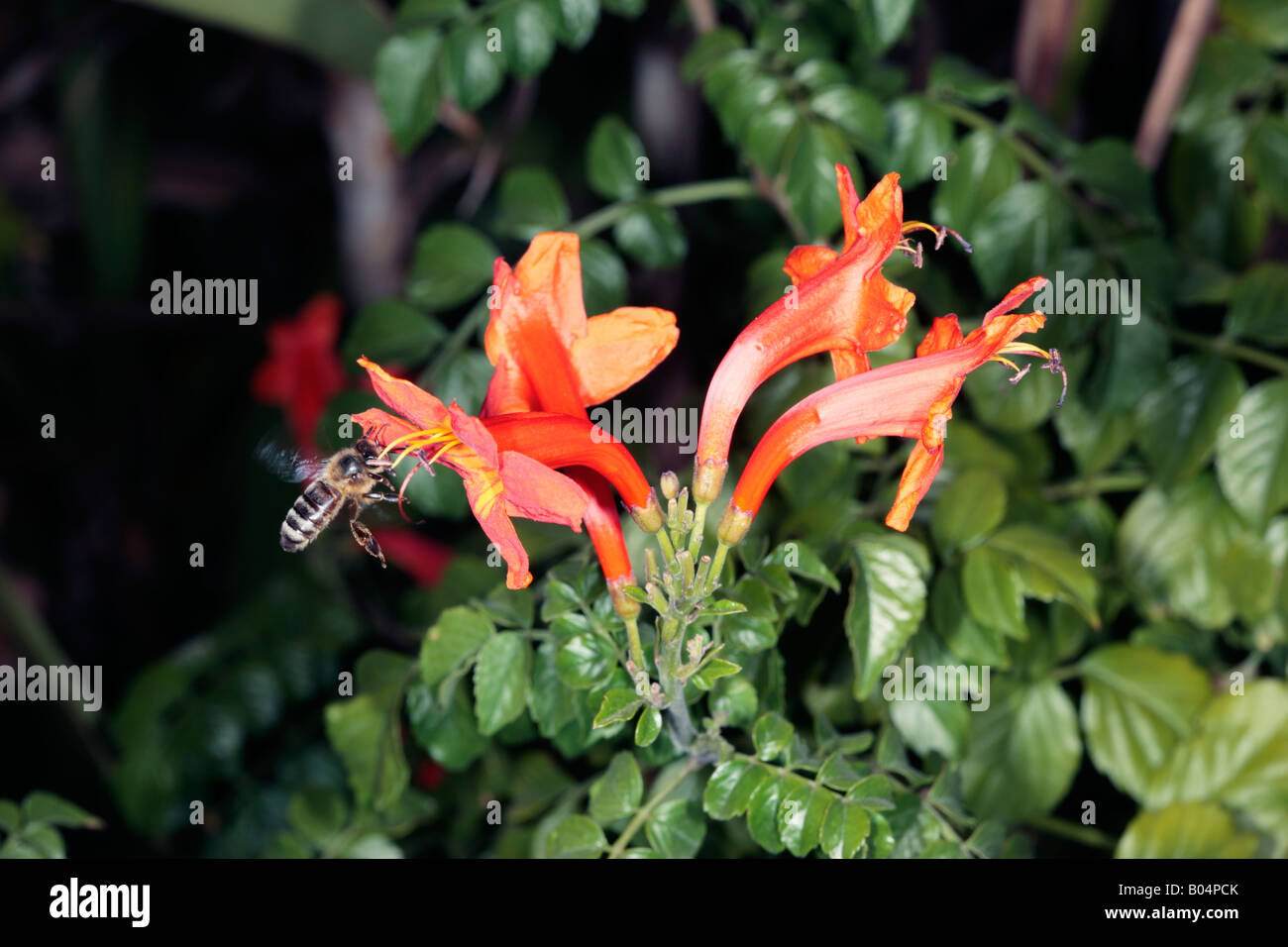 Cape caprifoglio e battenti Honey Bee- Tecoma capensis e Apis mellifera ...