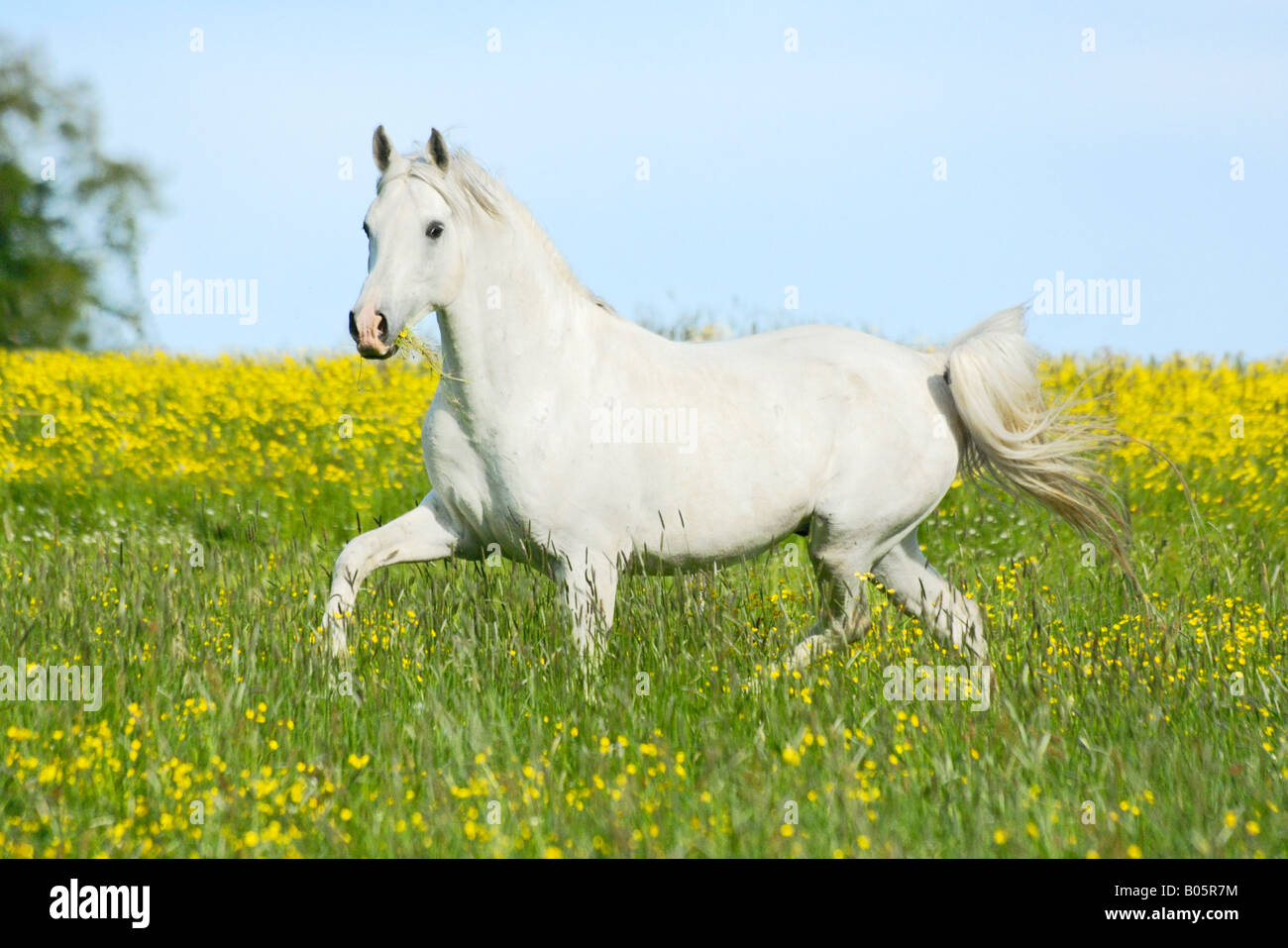 Stallone da cavallo immagini e fotografie stock ad alta risoluzione - Alamy