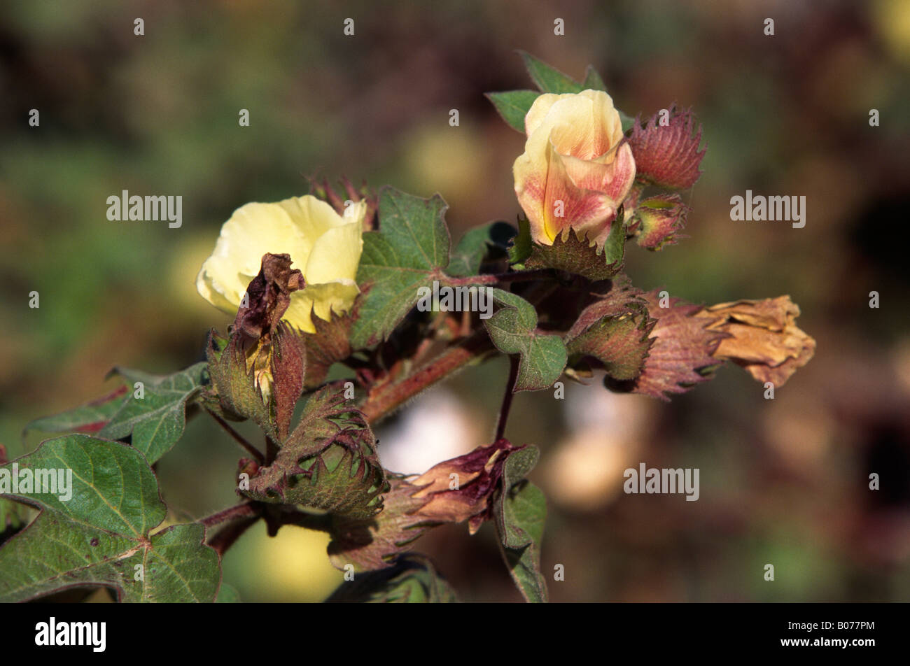 Pianta di cotone immagini e fotografie stock ad alta risoluzione - Alamy