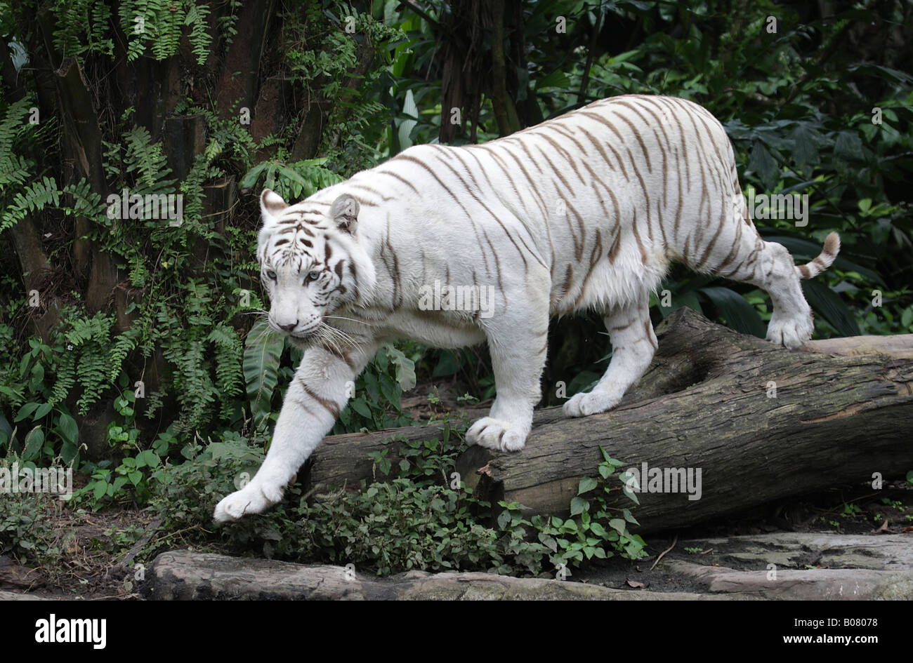 La tigre bianca (Panthera tigris tigris Foto stock - Alamy