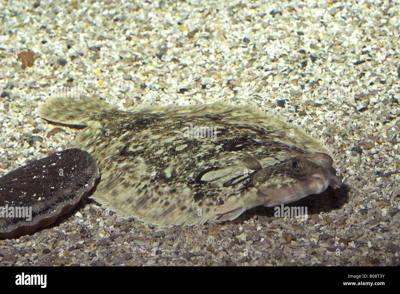 Sogliola limanda (Microstomus kitt), mimetizzata presso il fondo del ...