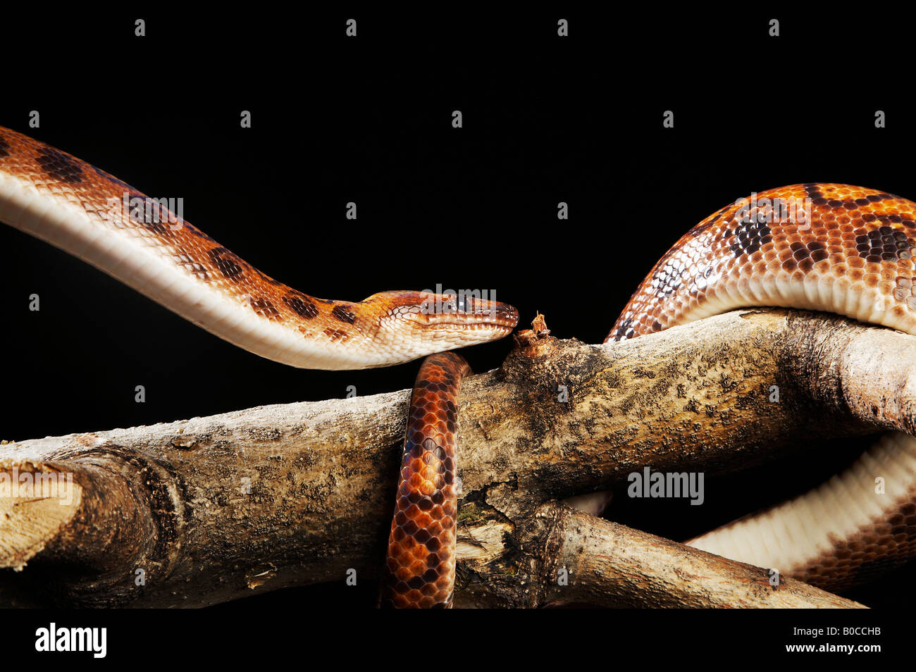 Boa constrictor giallo immagini e fotografie stock ad alta risoluzione ...