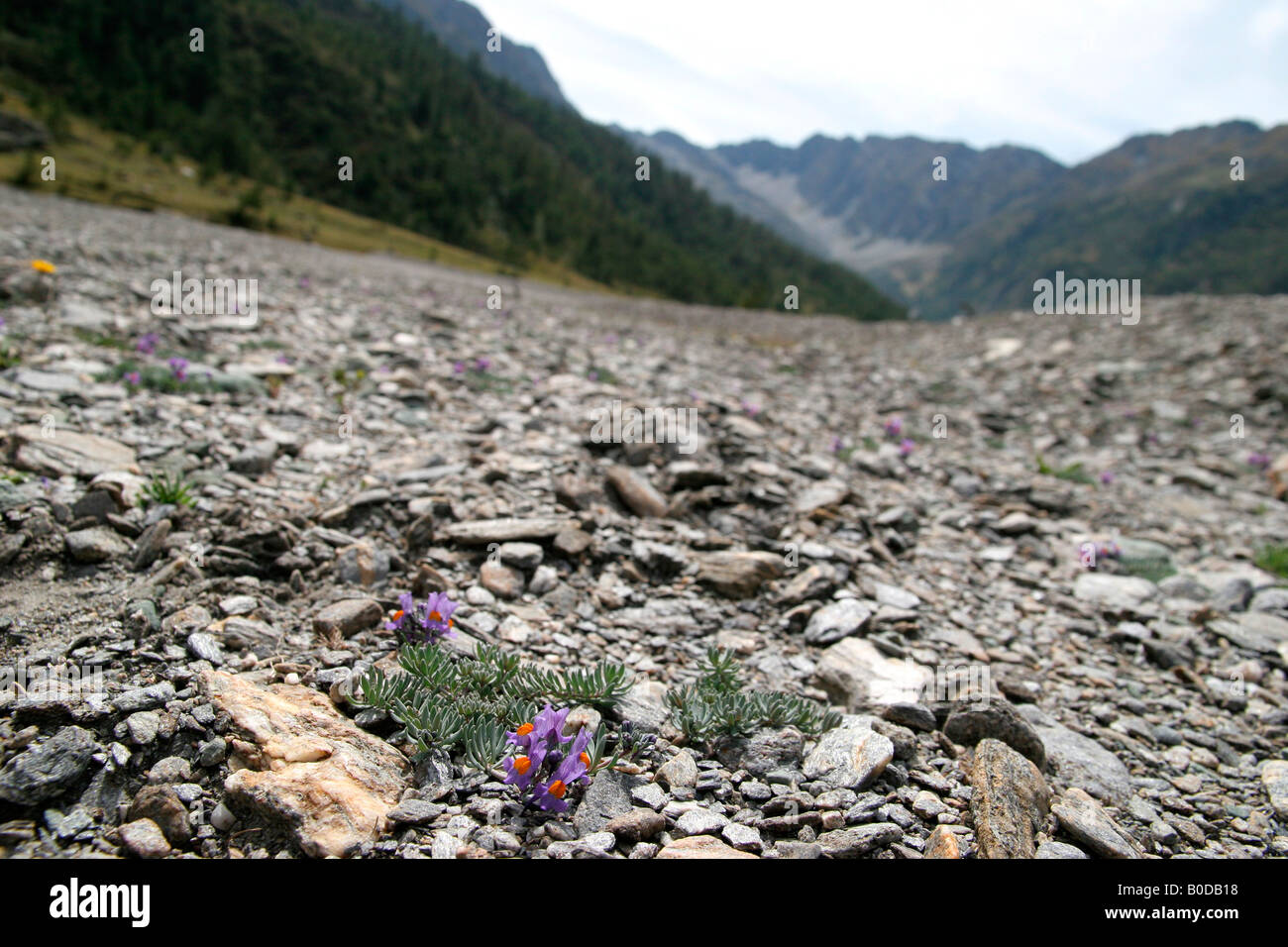 Rifugio willy jervis val pellice immagini e fotografie stock ad alta ...