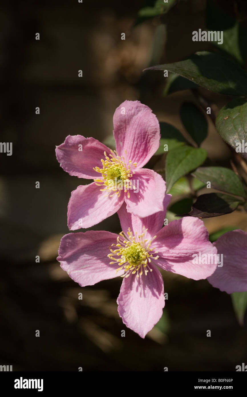 Piante rampicanti del giardino immagini e fotografie stock ad alta ...