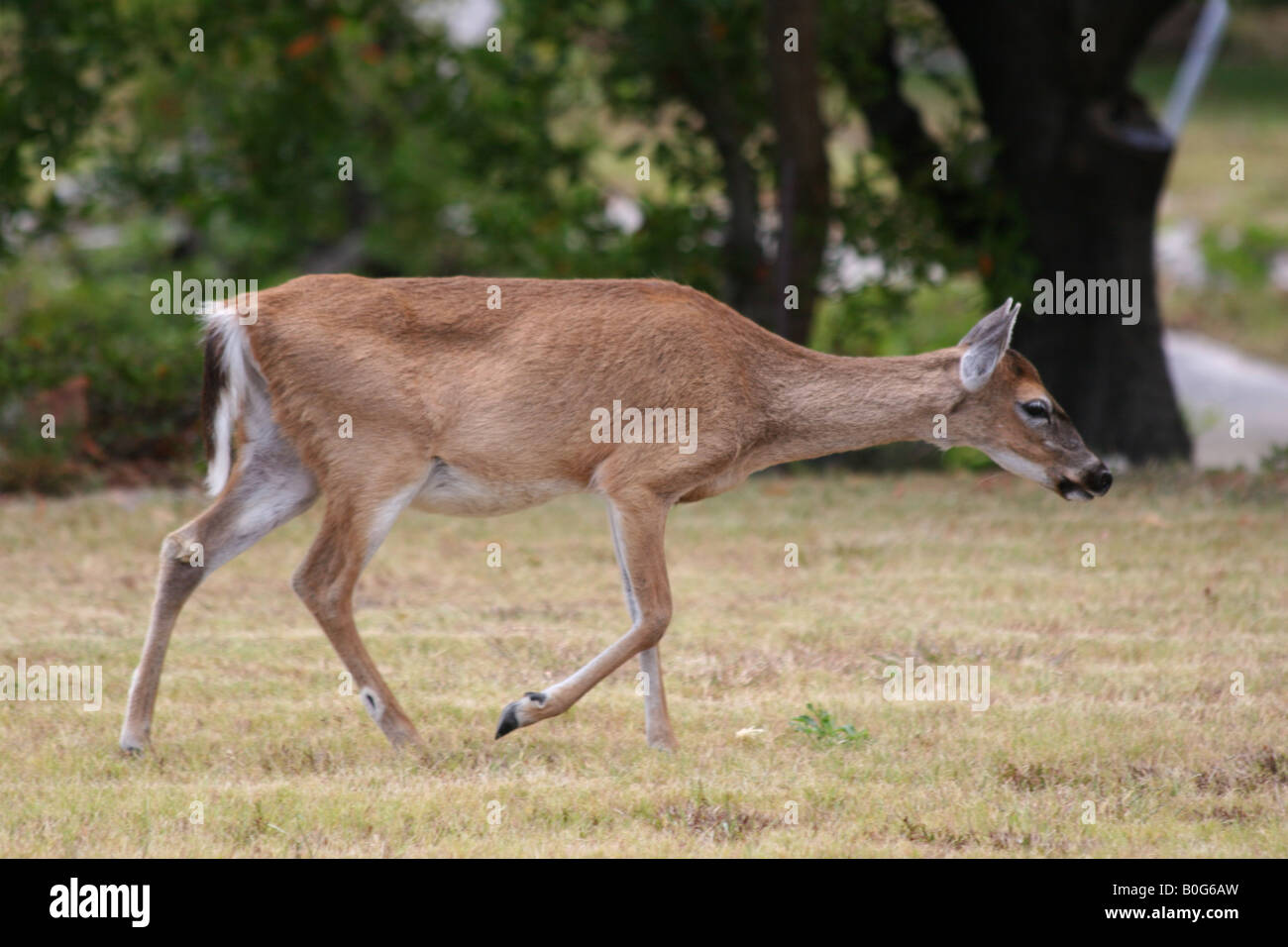 Cervo in via di estinzione immagini e fotografie stock ad alta ...
