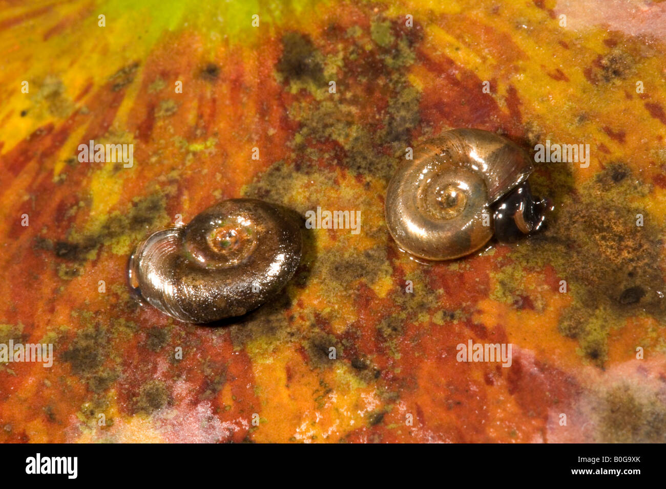 Planorbis planorbis immagini e fotografie stock ad alta risoluzione - Alamy