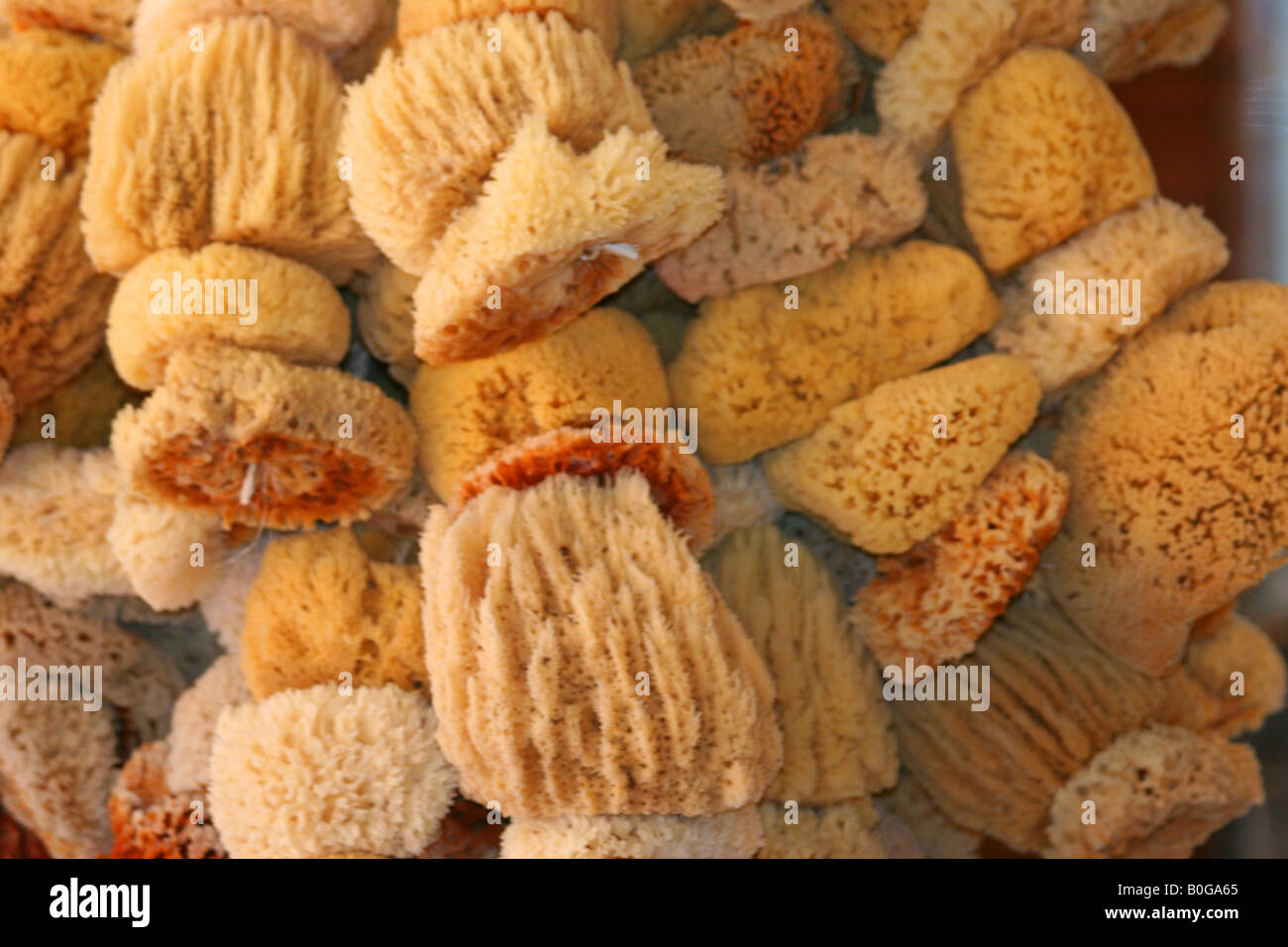 Spugne turistiche immagini e fotografie stock ad alta risoluzione - Alamy