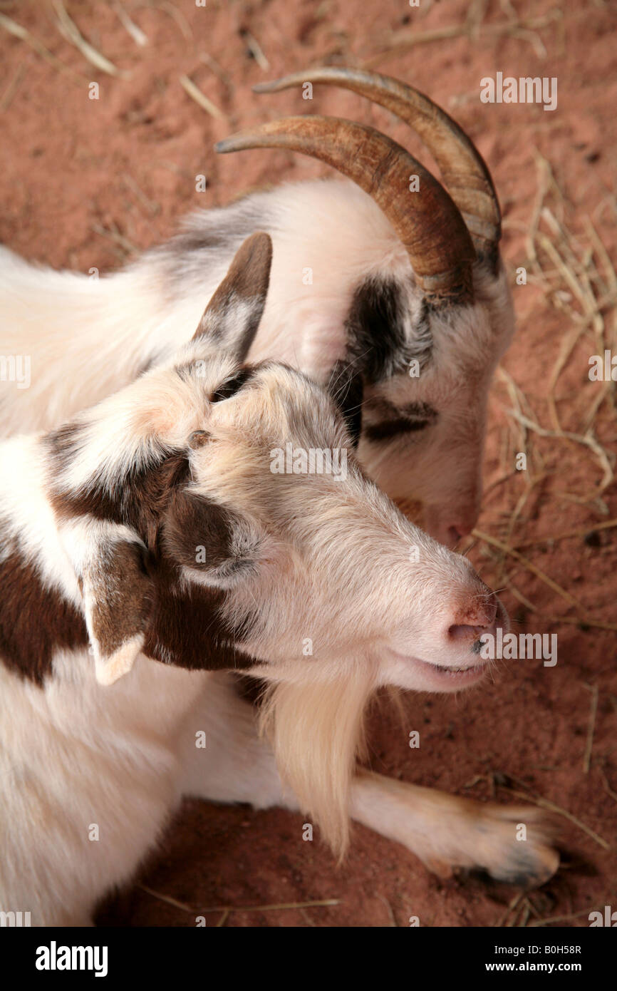 Capre da latte nane nigeriane immagini e fotografie stock ad alta ...