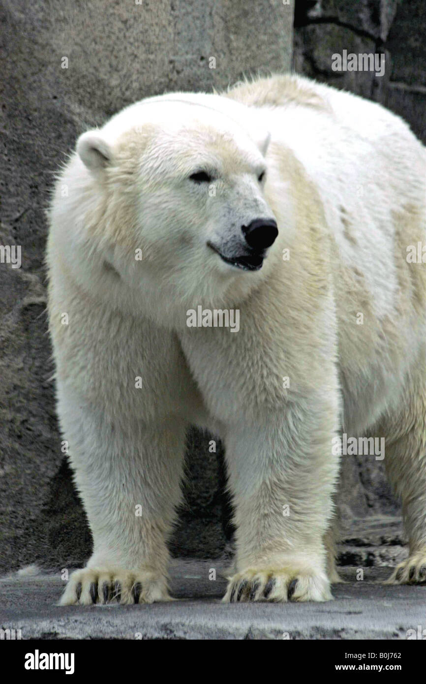 Pelle di orso polare immagini e fotografie stock ad alta risoluzione ...