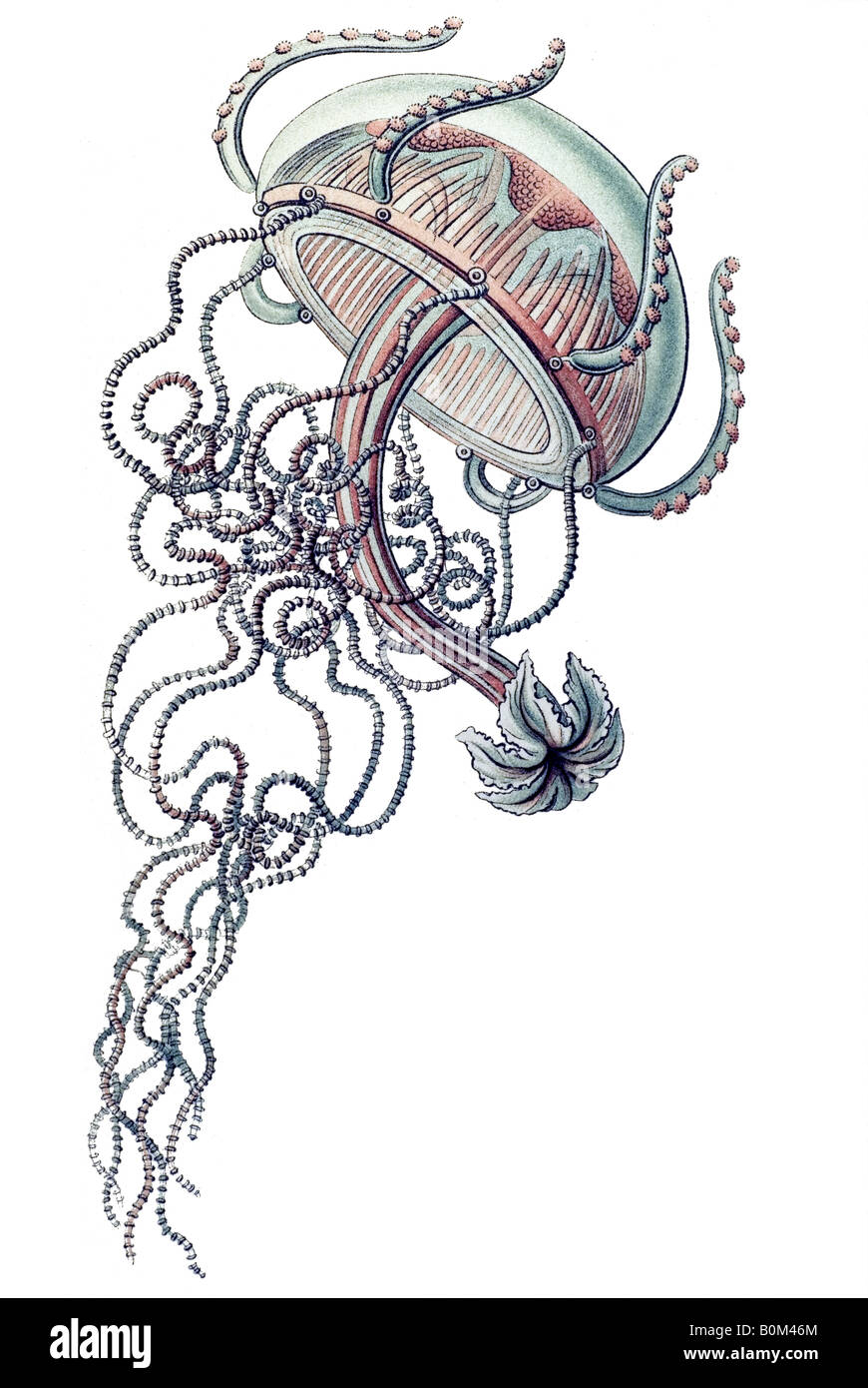 Anatomia delle meduse immagini e fotografie stock ad alta risoluzione ...