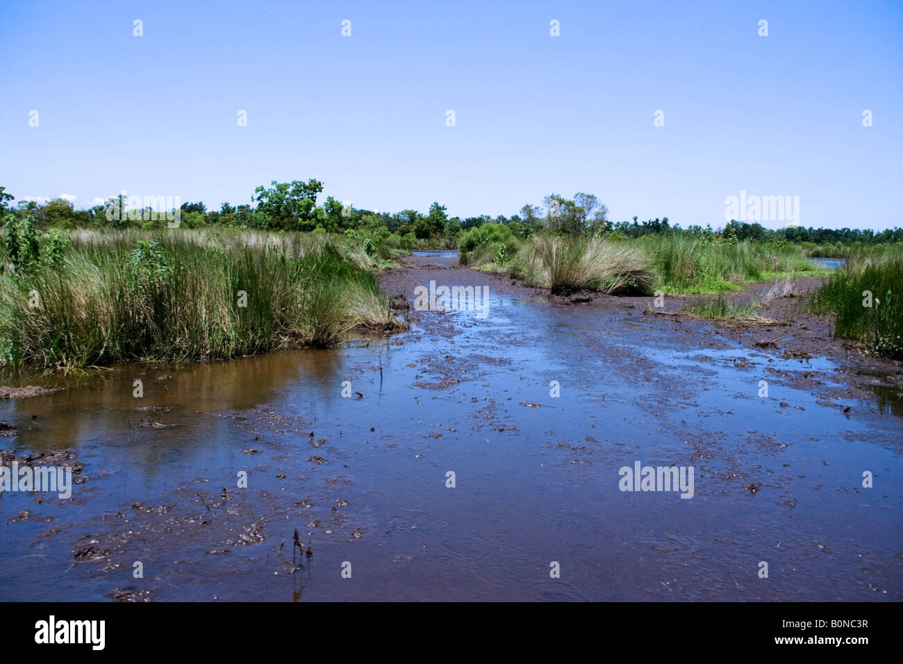Palude delta del mississippi immagini e fotografie stock ad alta ...
