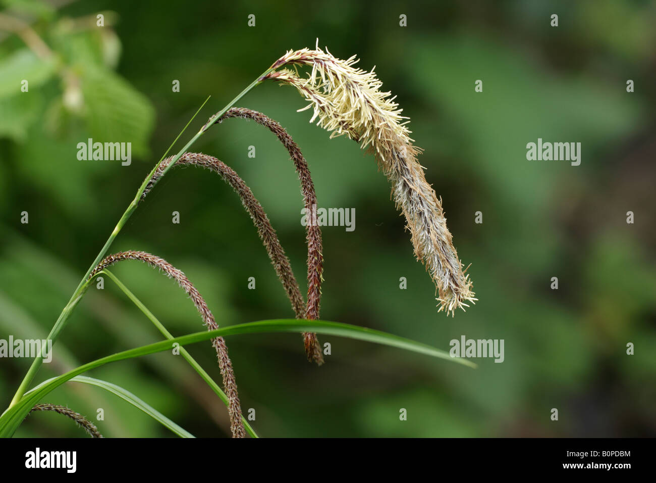 Carice pendula immagini e fotografie stock ad alta risoluzione - Alamy