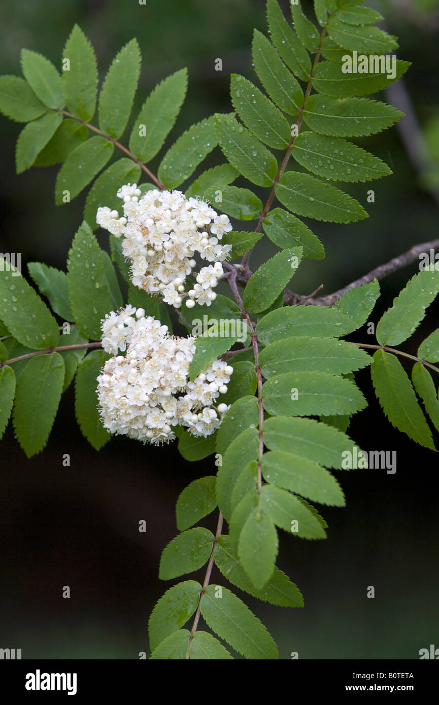 Rowan tree sorbus aucuparia immagini e fotografie stock ad alta ...