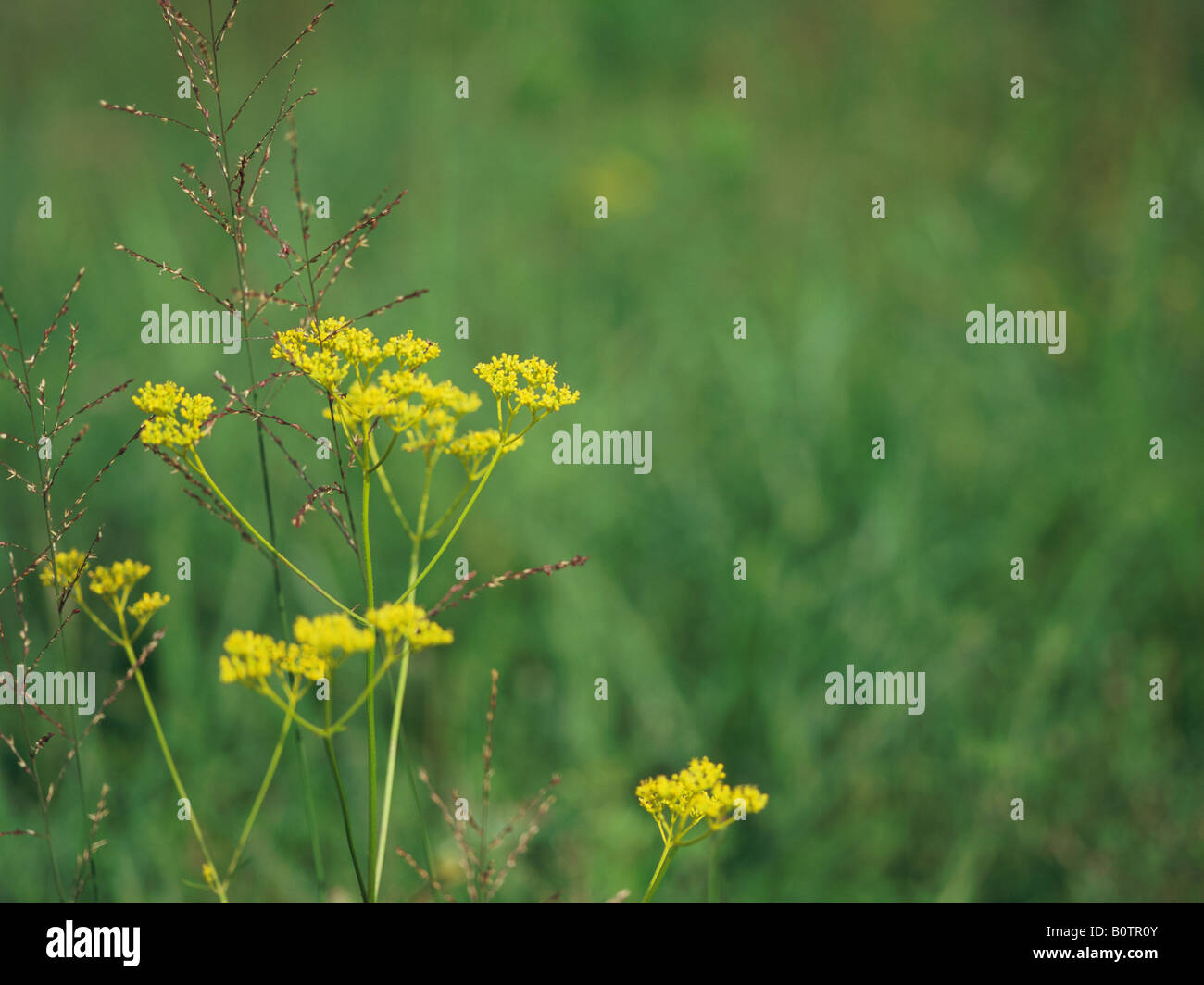 Patrinia scabiosifolia immagini e fotografie stock ad alta risoluzione ...