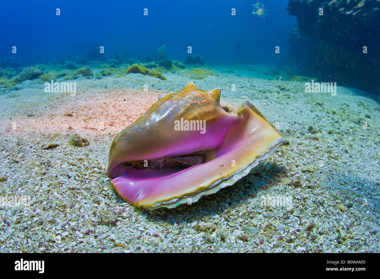 Queen conch strombus gigas immagini e fotografie stock ad alta ...