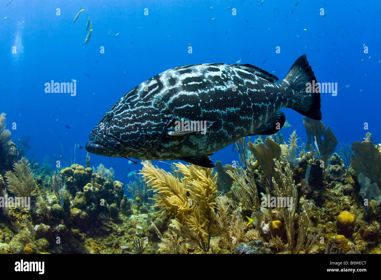 Cernia nera (Mycteroperca bonaci), Roatan in Honduras Caraibi Foto ...