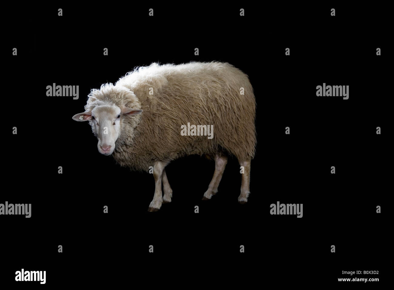 Pecore nere immagini e fotografie stock ad alta risoluzione - Alamy