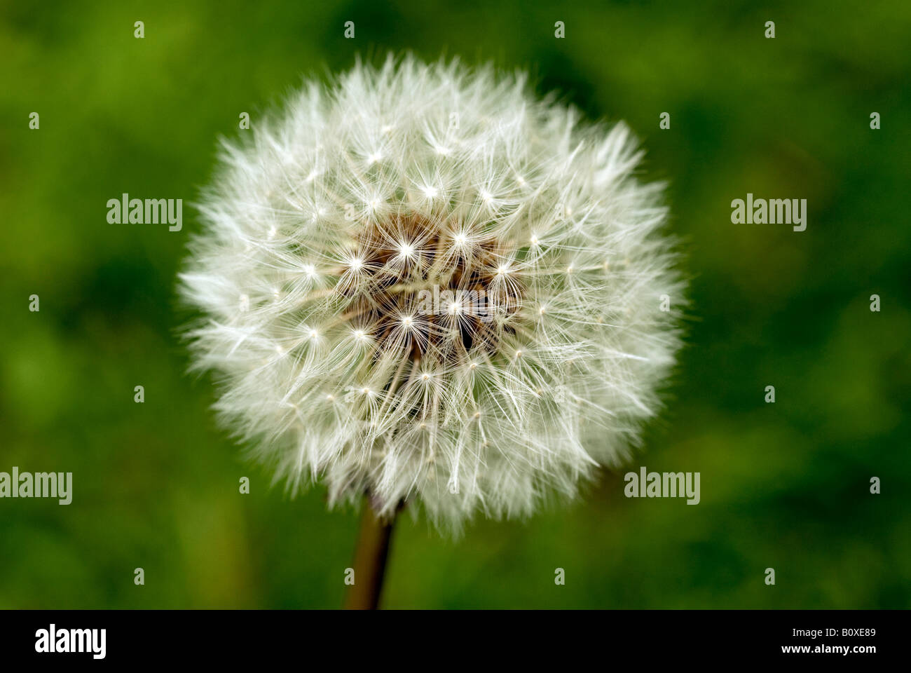 Seme Di Piante Immagini e Fotos Stock - Alamy