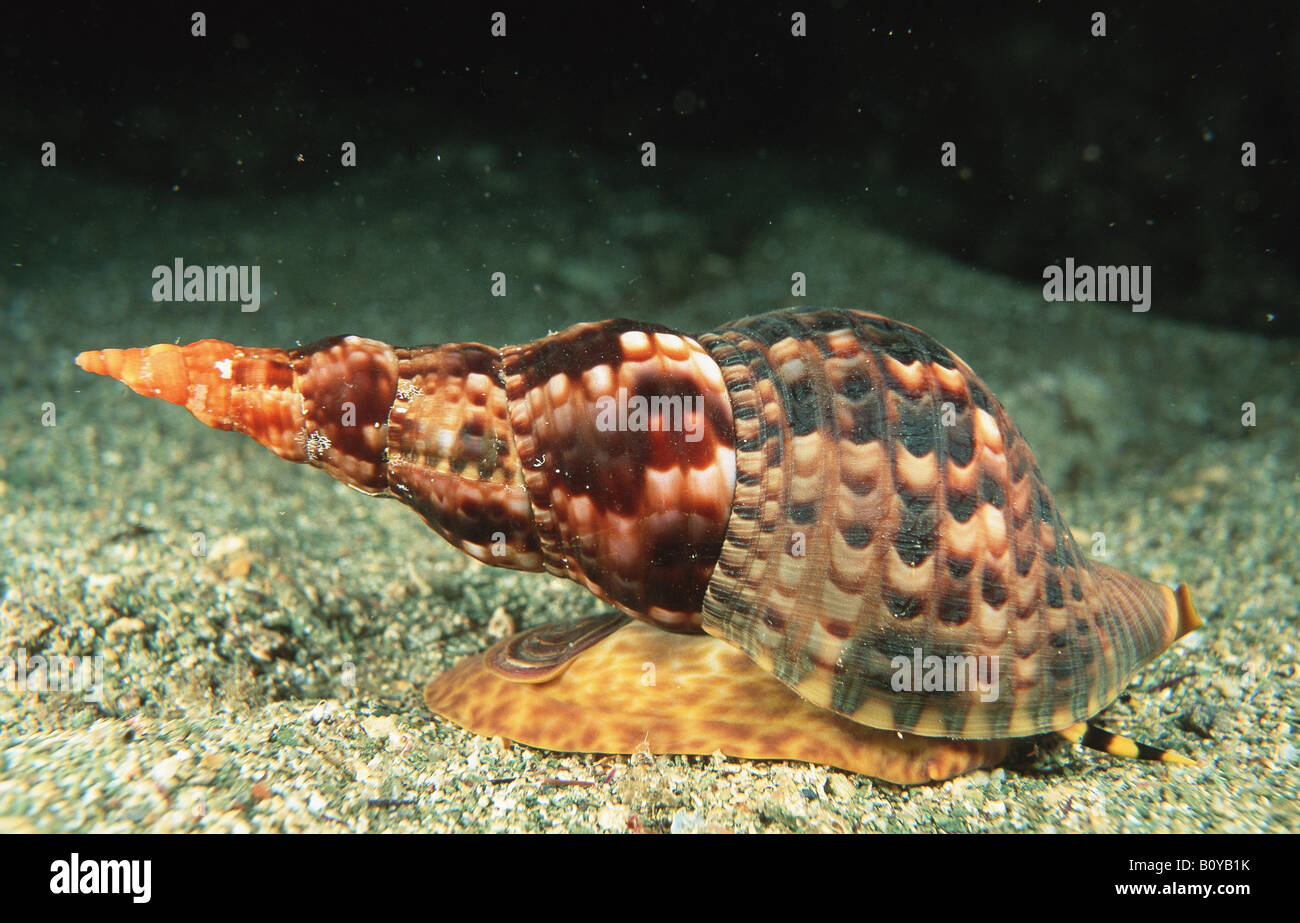 Tromba triton, Pacific triton, giant triton, tritoni tromba (Charonia ...