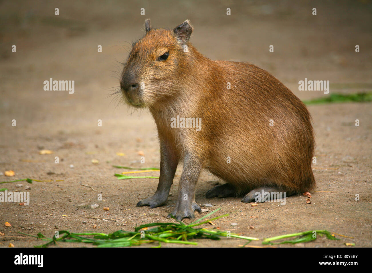 Cuccioli di capibara immagini e fotografie stock ad alta risoluzione ...