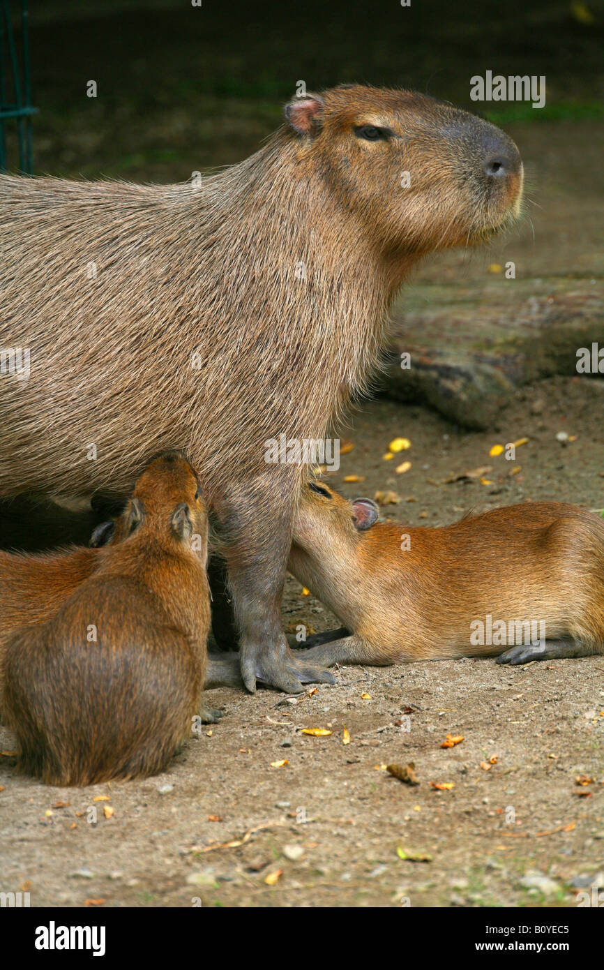 Cuccioli di capibara immagini e fotografie stock ad alta risoluzione ...