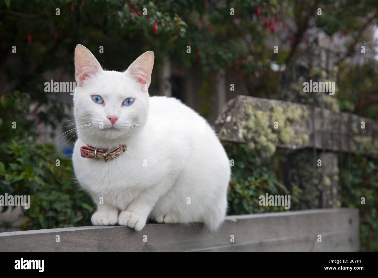 Osservare il ritratto animale immagini e fotografie stock ad alta ...
