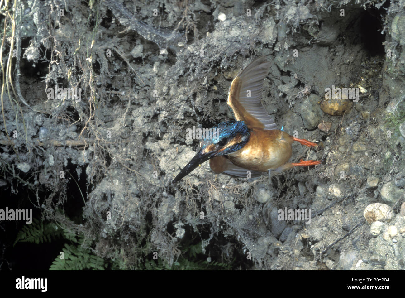 Kingfisher Martin pescatore Alcedo attis nido fiume volo piscina stagno ...