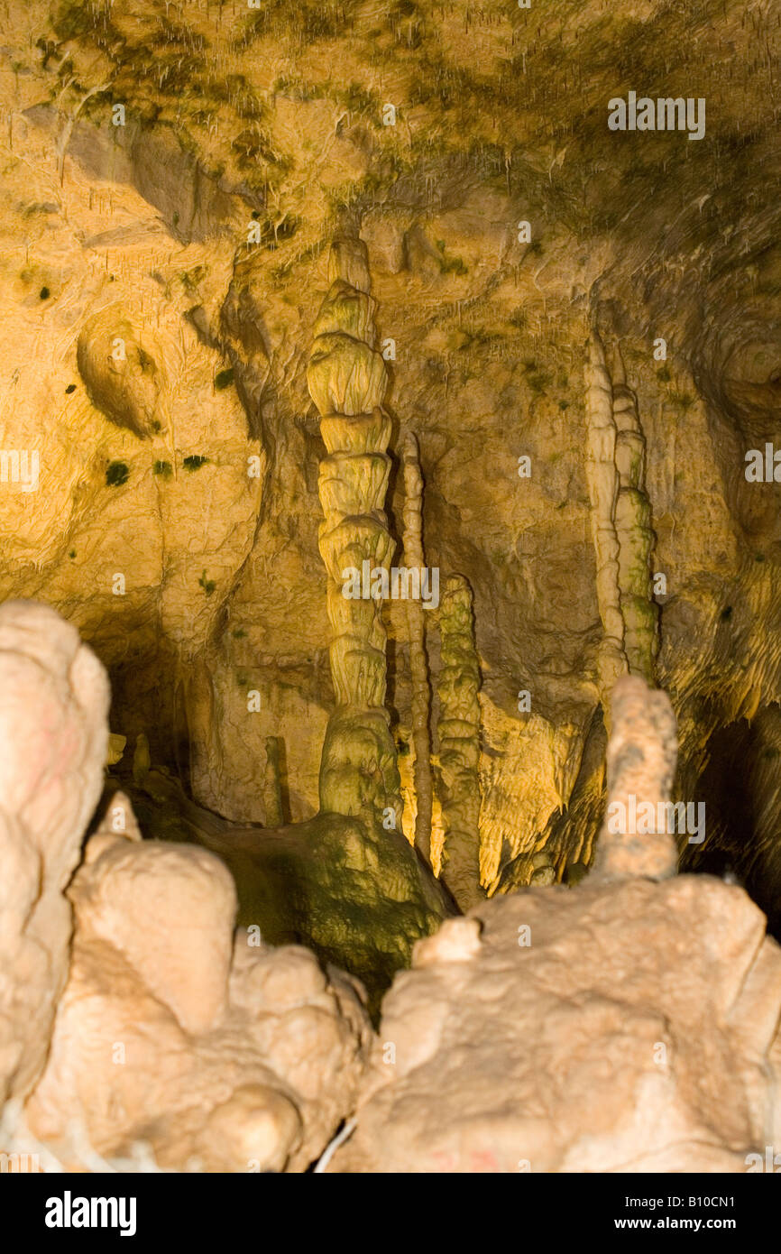 Scheletro di orso delle caverne immagini e fotografie stock ad alta ...