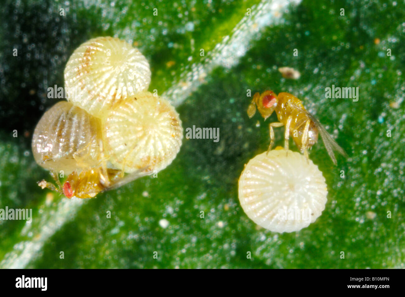 Parasite parasitic wasp parasitoid immagini e fotografie stock ad alta ...