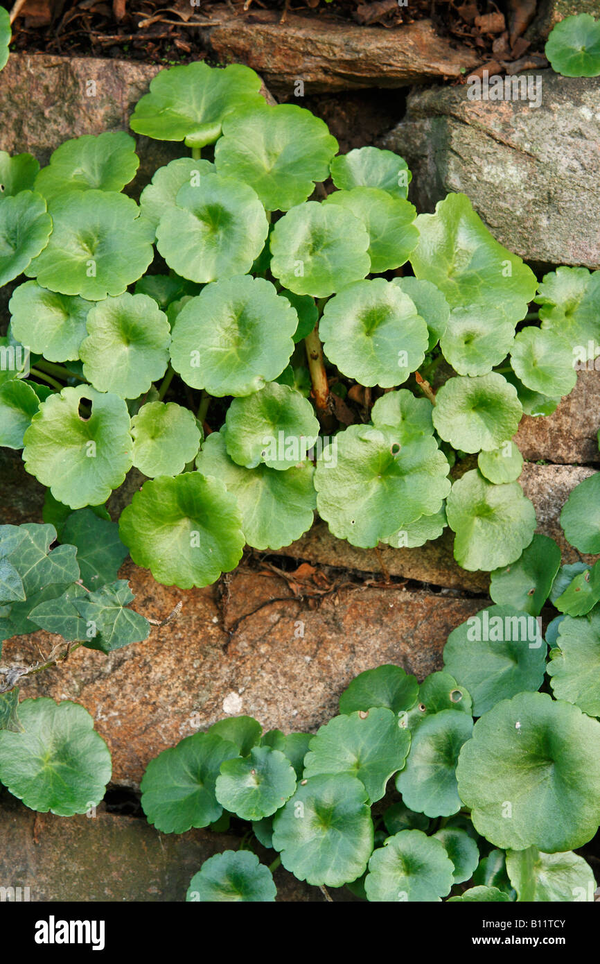 Umbilicus pendulinus = Umbilicus rupestris, Ombelico di Venere, Penny ...