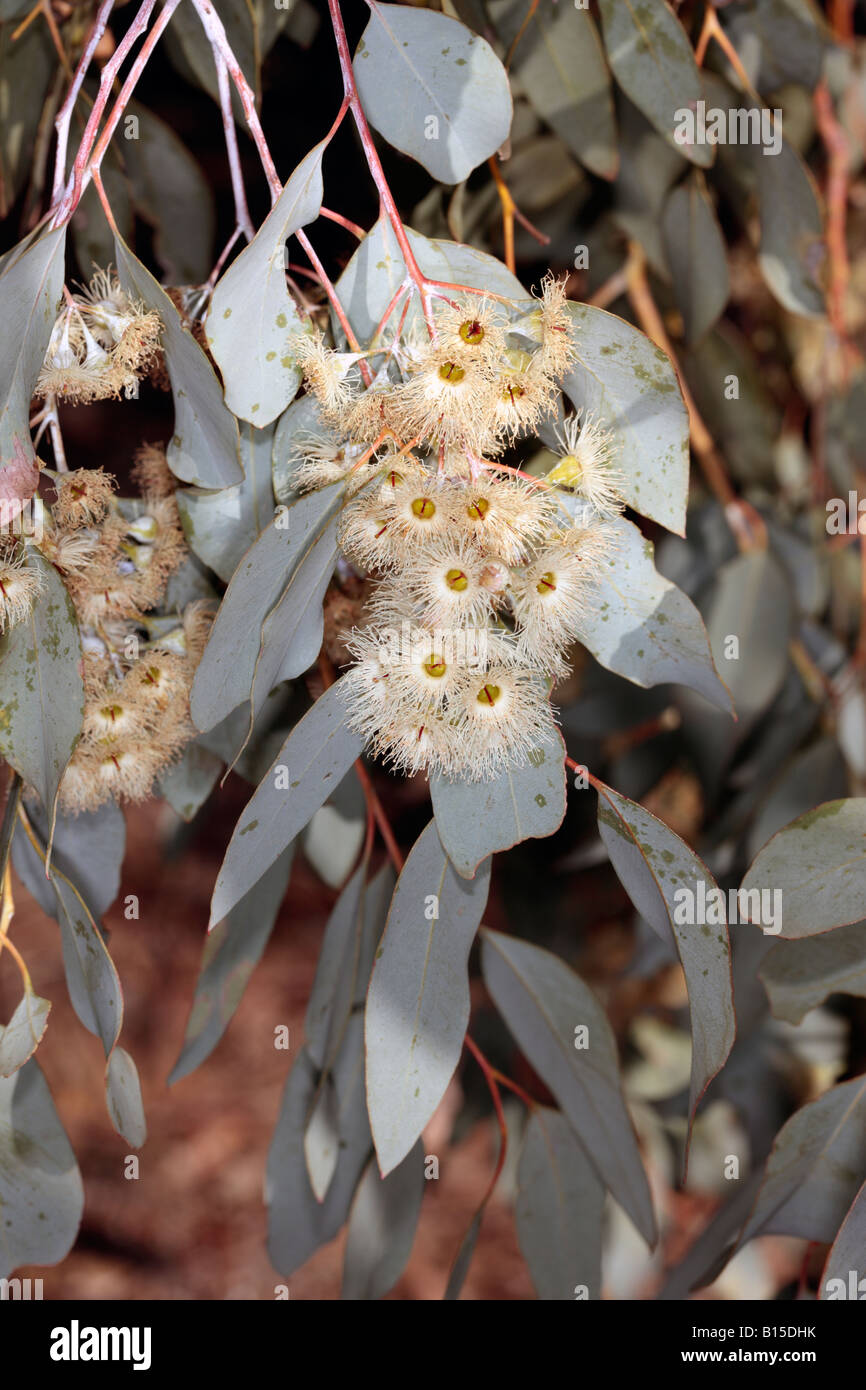 Coolibah tree immagini e fotografie stock ad alta risoluzione - Alamy