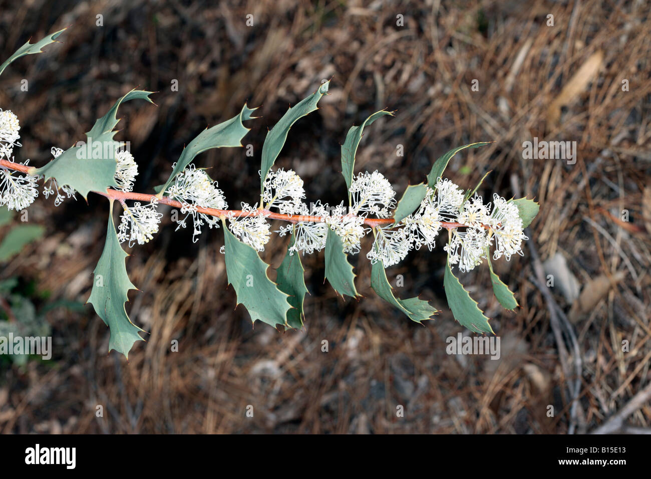 Hakea arbusto arbusto fiore fiore proteaceae proteaceae immagini e ...